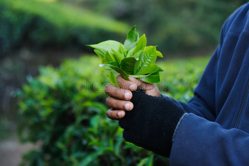 Indian Mans Hand Keeping Fresh Tea Leafs Stock Image - Image of pick ...