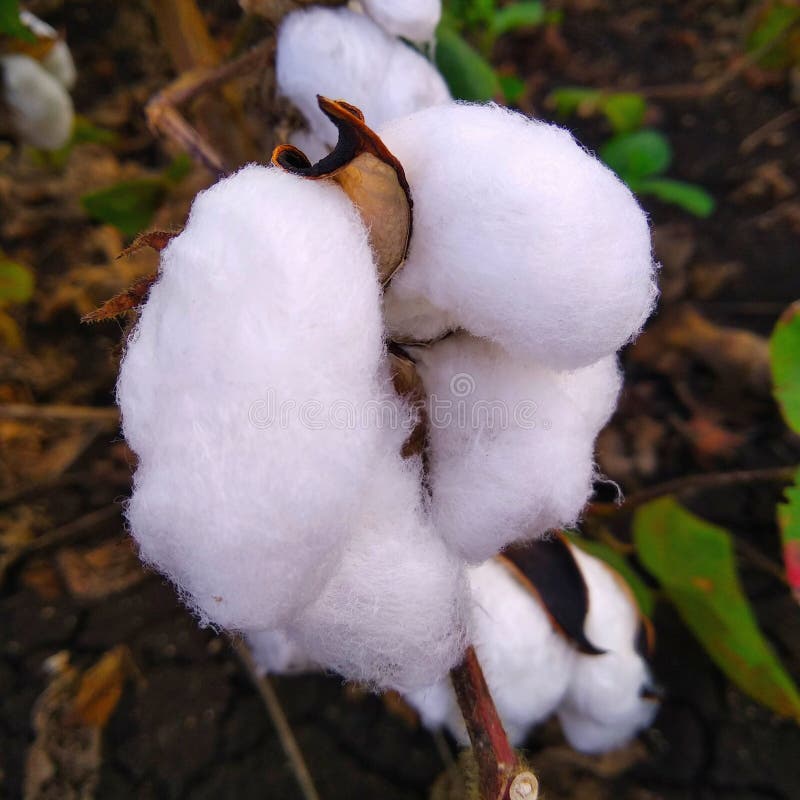 Photo of an Indian Village Cotton Tree . Stock Photo - Image of coconut ...