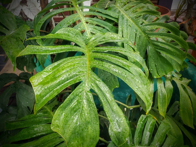 Forest Monstera tree stock image. Image of indonesian - 229799385