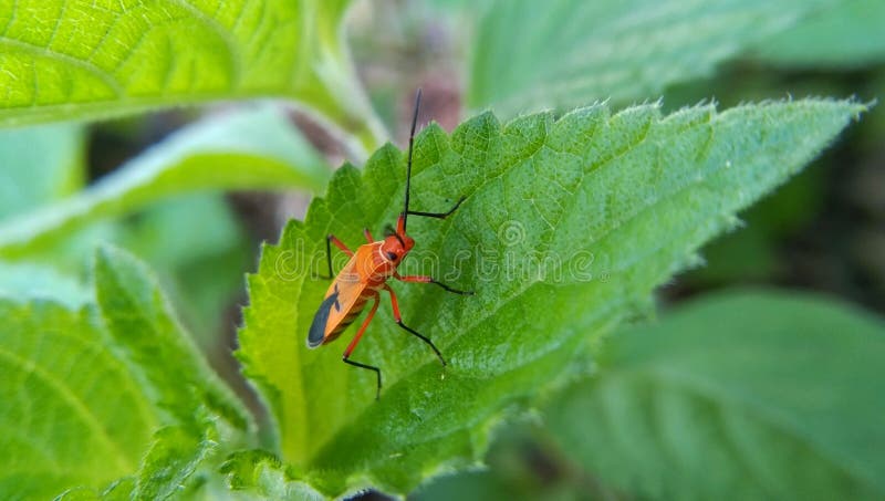 Photo of an Insect Called Dysdercus Suturellus, Which Sits on a Leaf ...