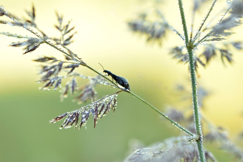 The Grass and Insect are Covered with Drops of Dew. Stock Photo - Image ...