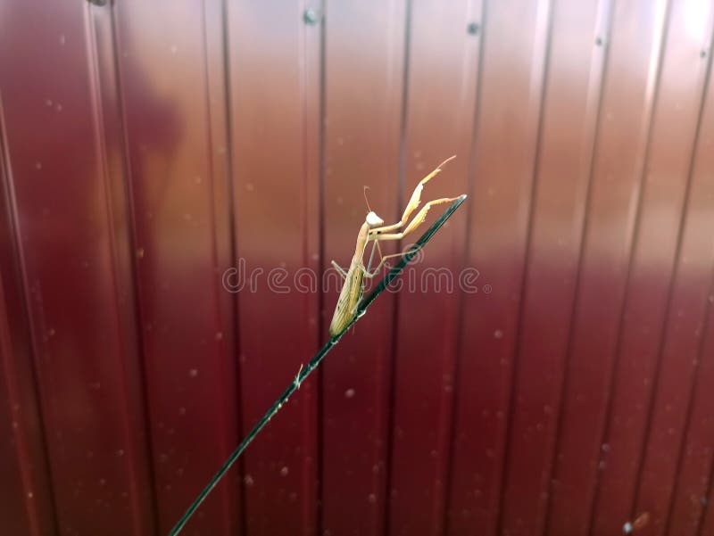 Photo of an Insect in a Village in Summer - Close-up Stock Image ...