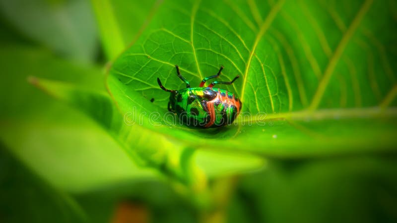 Photo of Insects in the Grass Stock Image - Image of animal, nature ...