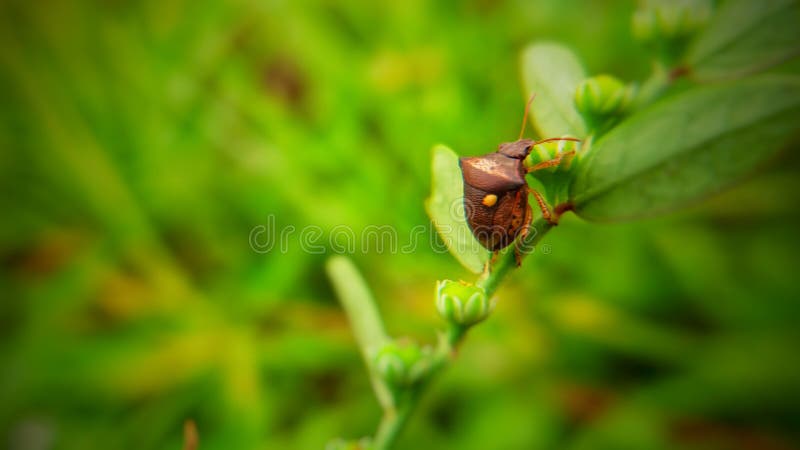 Photo of Insects in the Grass Stock Photo - Image of honeybee, yellow ...