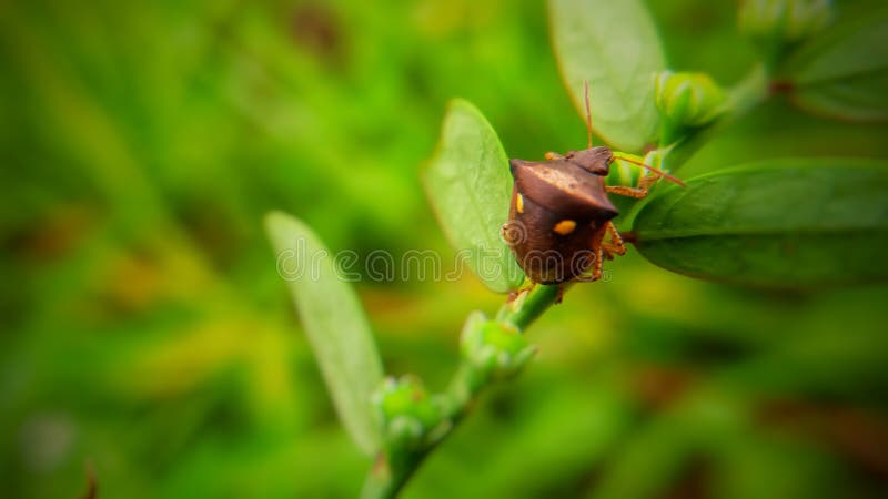 Photo of Insects in the Grass Stock Image - Image of grass, meadow ...