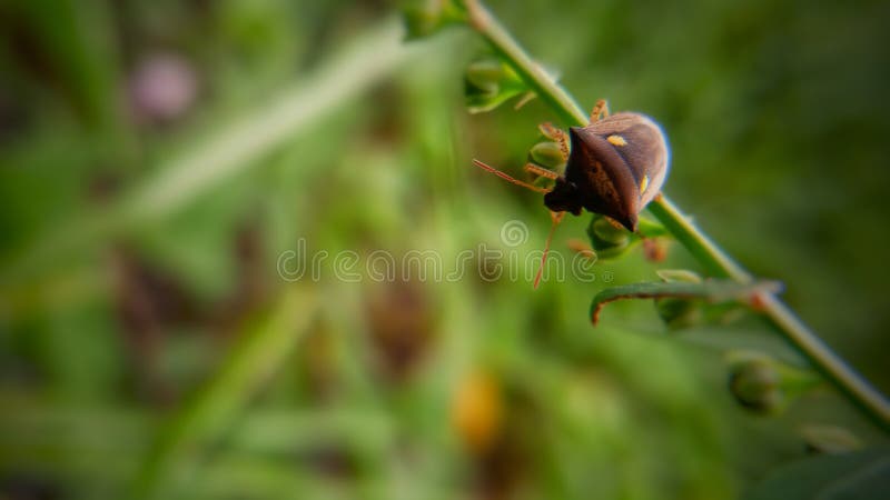 Photo of Insects in the Grass Stock Image - Image of animal, plant ...
