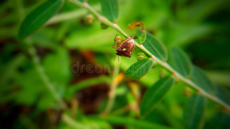 Photo of Insects in the Grass Stock Image - Image of green, insect ...