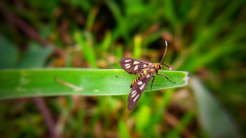 Photo of Insects in the Grass Stock Photo - Image of leaf, grass: 241375518