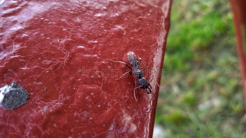 Photo of Insects in the Grass Stock Image - Image of organ, soil: 241375533