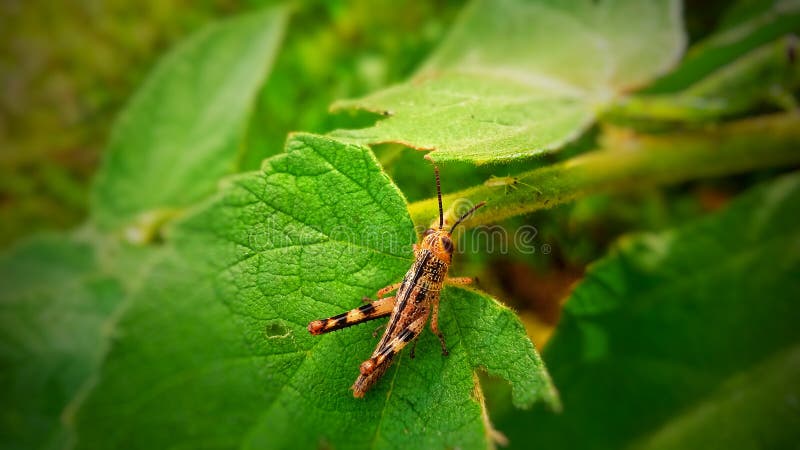 Photo of Insects in the Grass Stock Image - Image of tree, nature ...