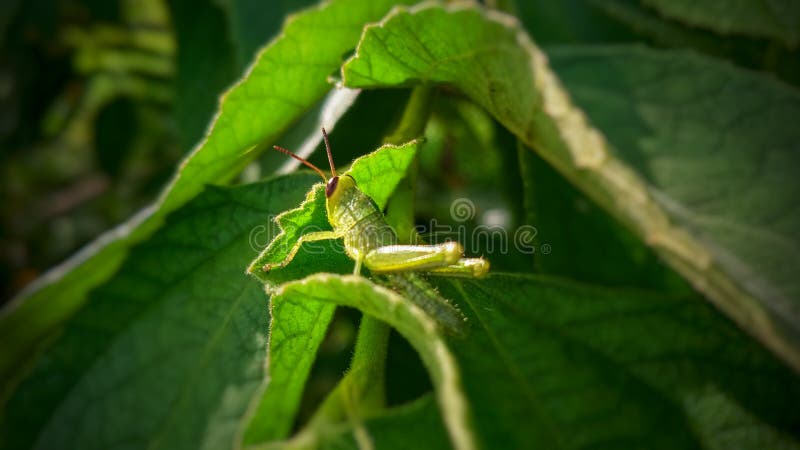 Photo of Insects in the Grass Stock Image - Image of invertebrate ...