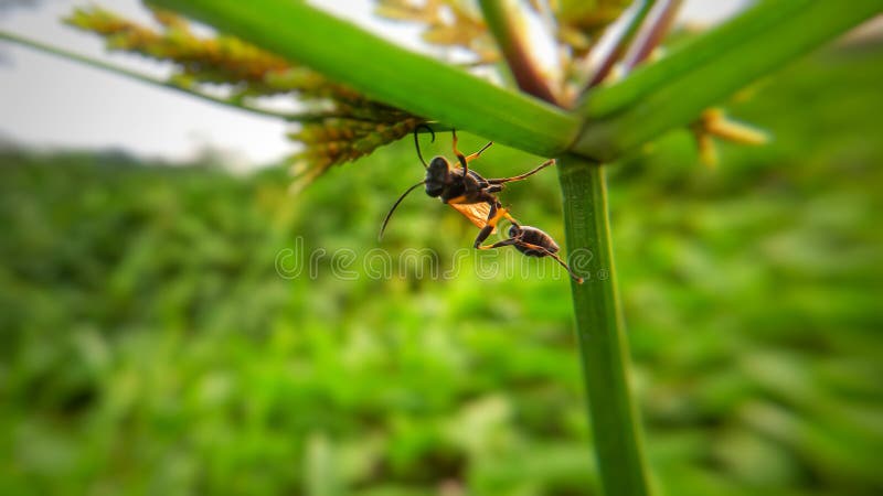 Photo of Insects in the Grass Stock Image - Image of dragonfly ...