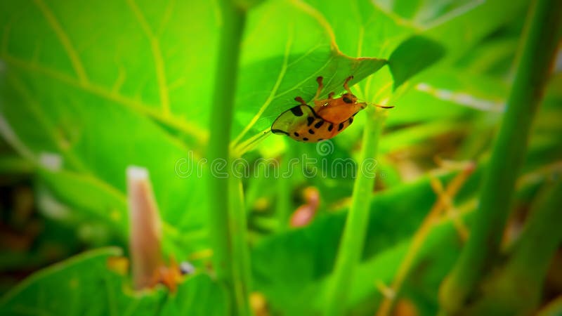 Photo of Insects in the Grass Stock Image - Image of flower, leaf ...