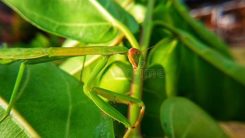 Photo of Insects in the Grass Stock Photo - Image of insects, branch ...