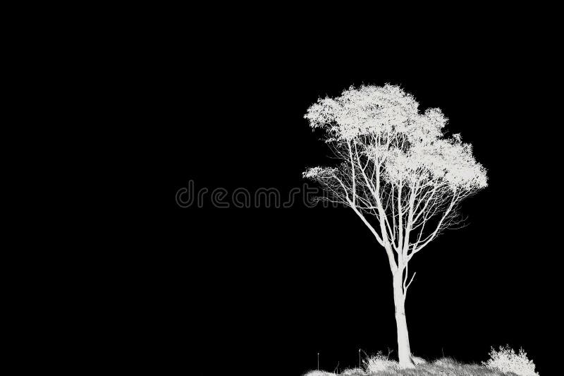 Copy-space and lone tree stock photo. Image of minimalist - 99450322