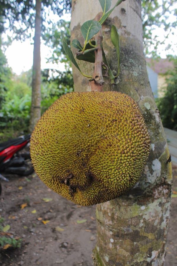 Photo of Jackfruit Tree, Jackfruit Fruit Stock Photo - Image of tree ...