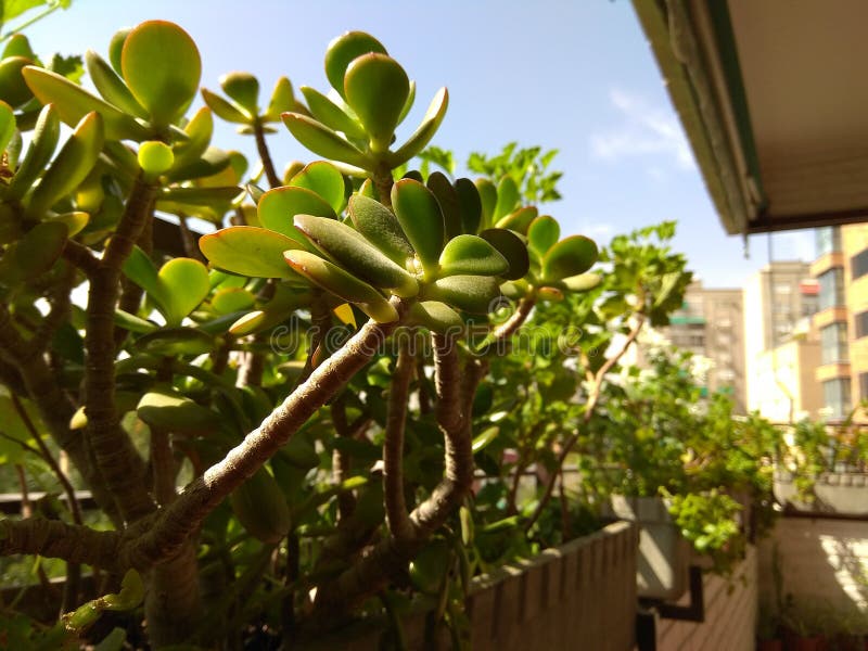 Jade tree plant stock photo. Image of ovata, flat, natural - 126774038