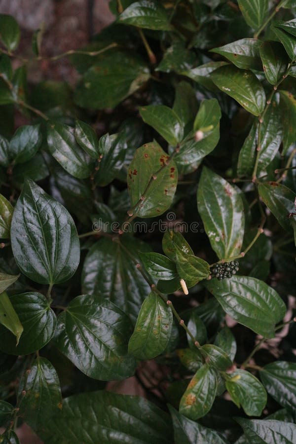 Photo of Java Chili Plant & X28;P. Retrofractum& X29; Stock Photo ...