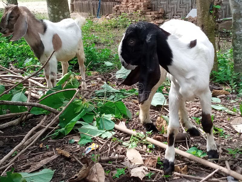 Goats java Indonesia stock image. Image of village, aestetic - 306765383
