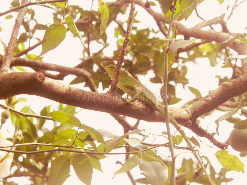Photo of Javanese Surai Chameleon Lizard Stock Photo - Image of blur ...