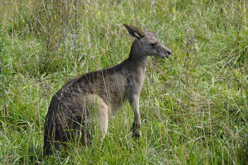 178 Kangaroo Arms Stock Photos - Free & Royalty-Free Stock Photos from ...