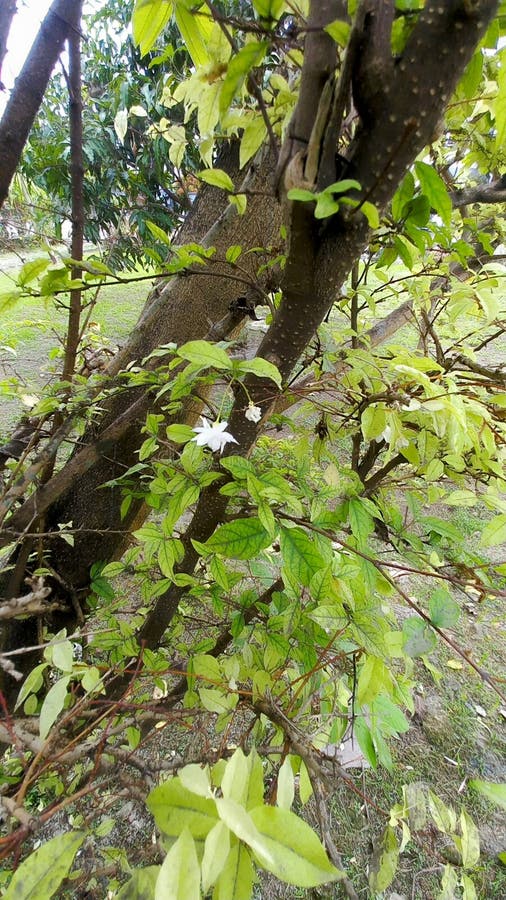 Photo of a Kemuning or Mock Orange or Orange Jessamine Tree that Has ...