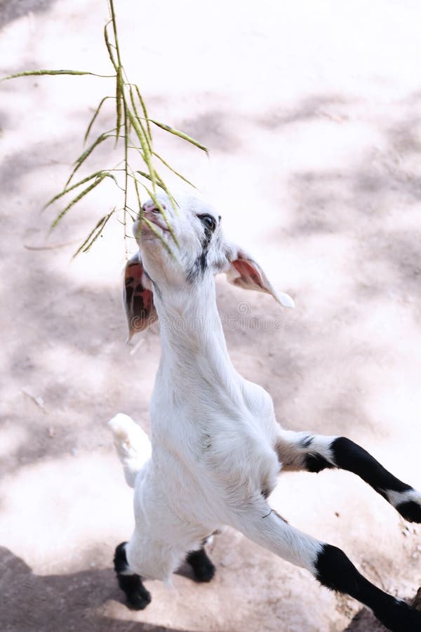 Photo of Kid Goat is Eating Grass Stock Image - Image of eating ...