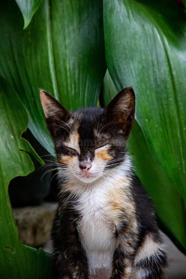 A Photo of a Kitten in Style when it& X27;s Being Photographed Stock ...