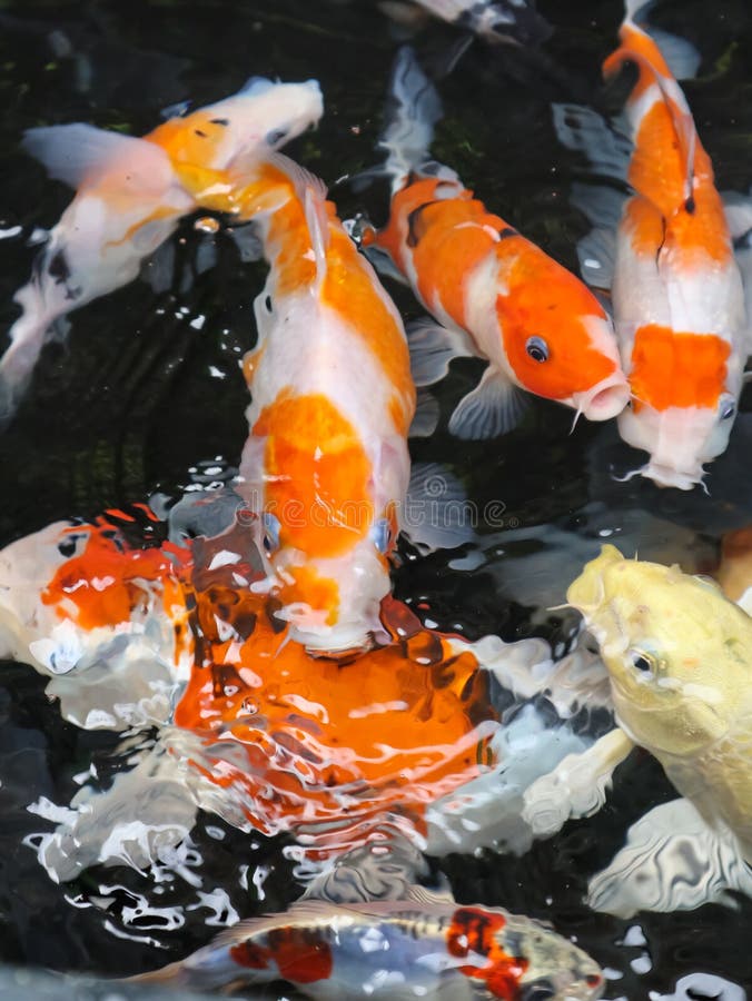 Photo of Koi Fish that Has Beautiful Colors Stock Photo - Image of ...