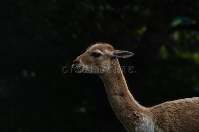 Photo of lama up close stock photo. Image of goat, close - 273839178
