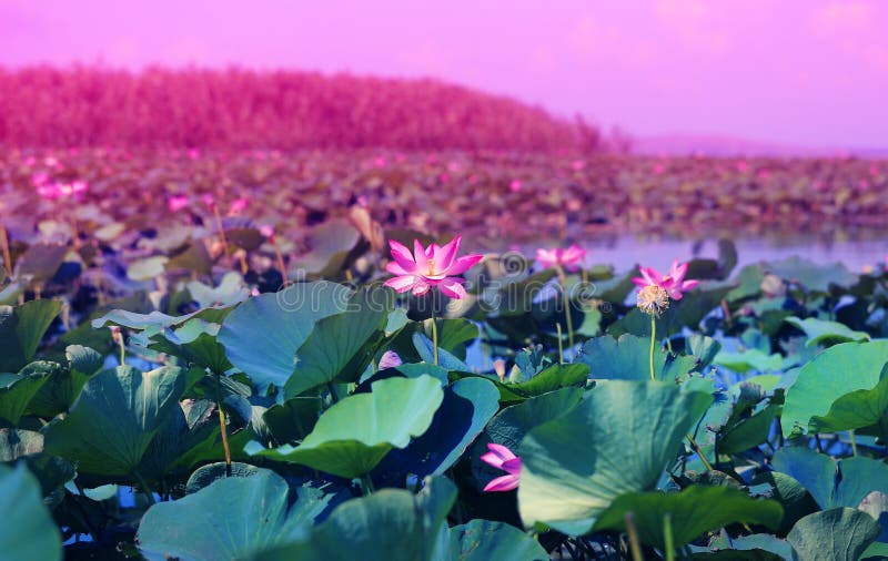 Photo Landscape Bright Fields of Pink Lotuses Stock Photo - Image of ...