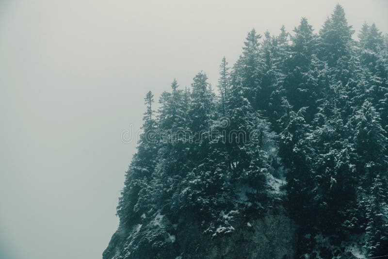 Photo Landscape of Conifers Trees on Top of Cliff during Snow Fall ...