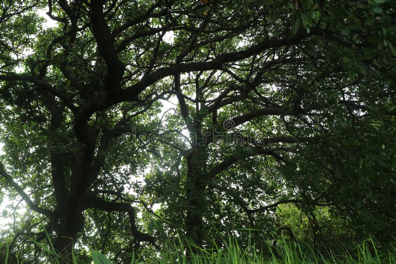 A Large Cashew Tree with a Sturdy Trunk Stock Photo - Image of natural ...