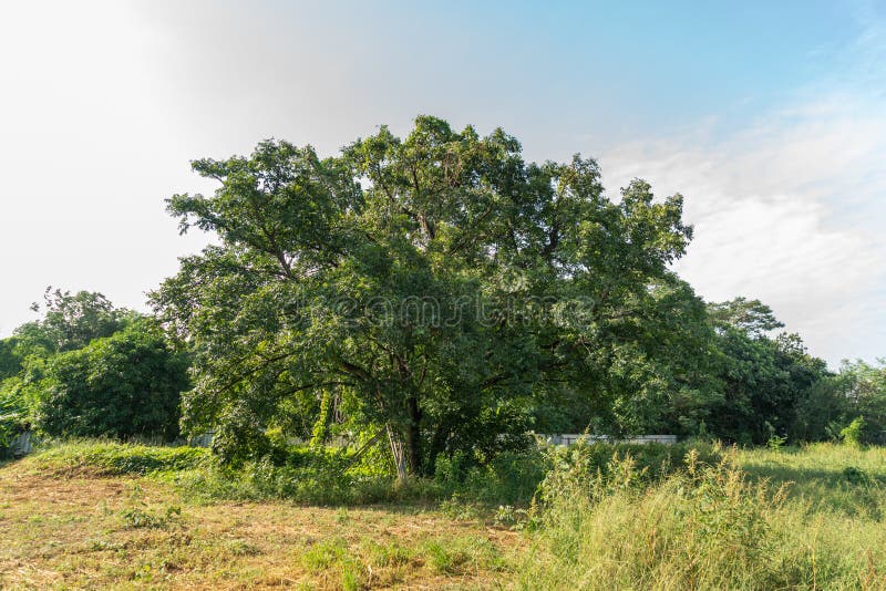 Neem tree stock image. Image of organic, daylight, fresh - 355219617
