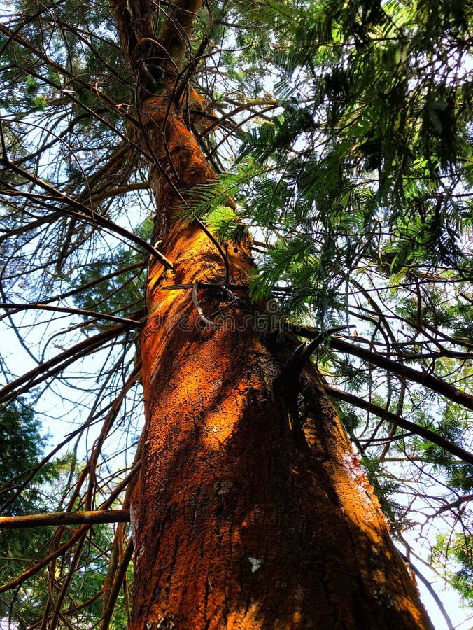 A Photo of a Large Pine Tree from Below Stock Image - Image of green ...