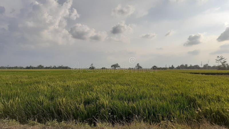 Photo of a Large Rice Field Stock Image - Image of field, sunlight ...