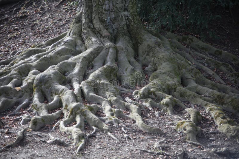 Large roots of an old tree stock image. Image of nature - 271770619
