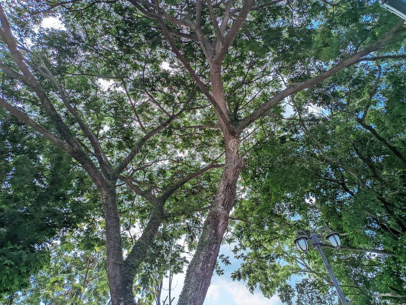 Photo of a Large Tree with Thick Leaves Stock Photo - Image of grove ...