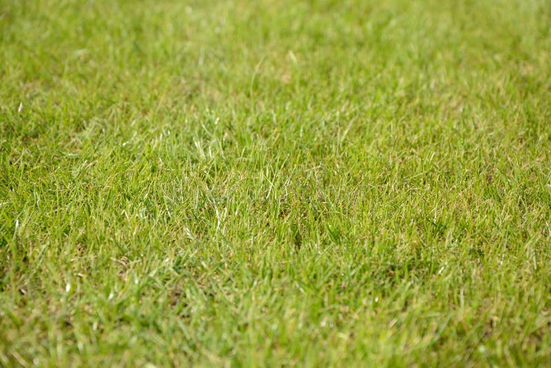 Photo of Lawn with Blurred Foreground and Background. Stock Image ...