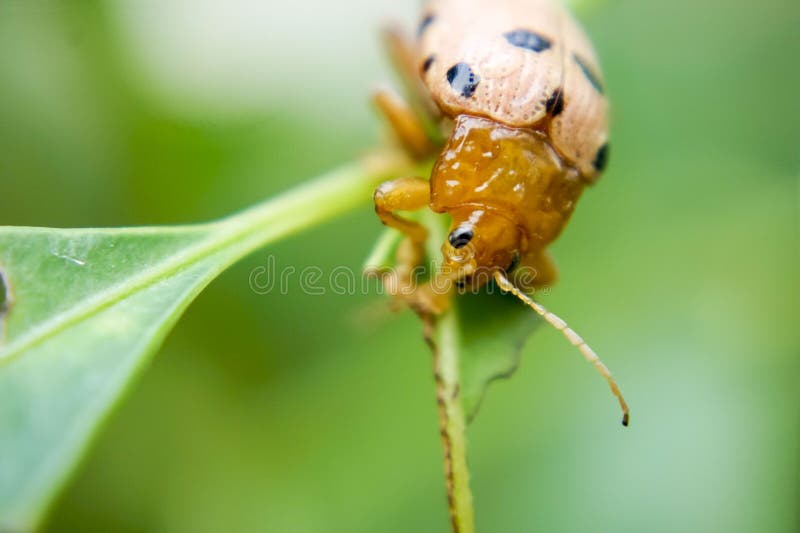 Photo of a Leaf Beetle Eating a Leaf, Front Facing Stock Image - Image ...