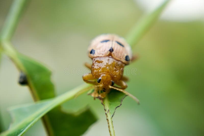 Photo of a Leaf Beetle Eating a Leaf, Front Facing Stock Photo - Image ...