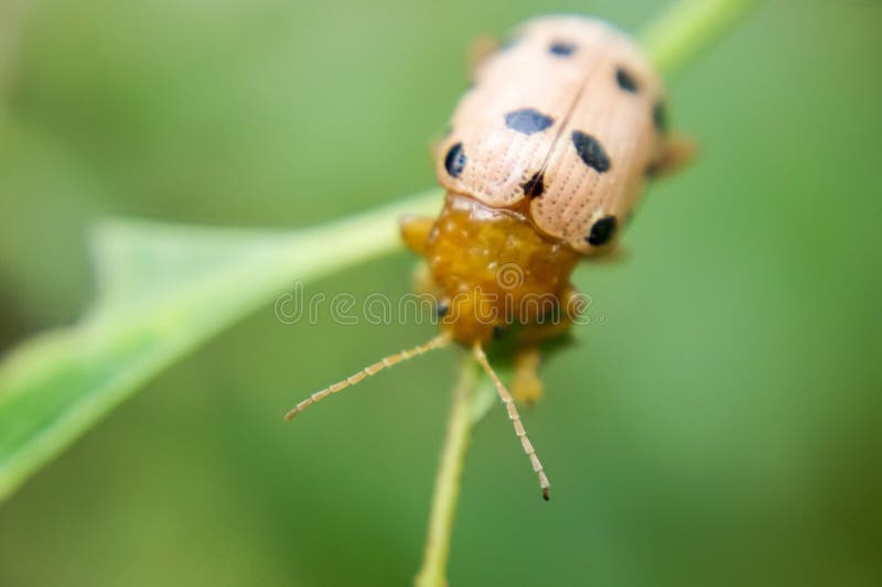 Photo of a Leaf Beetle Eating a Leaf, Front Facing Stock Photo - Image ...
