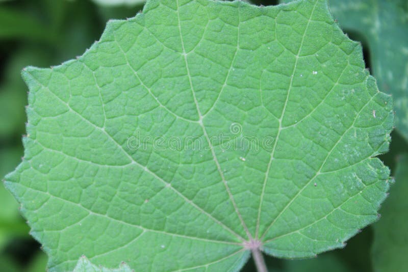 Photo of a Leaf Showing Its Vein Structure. Stock Photo - Image of ...