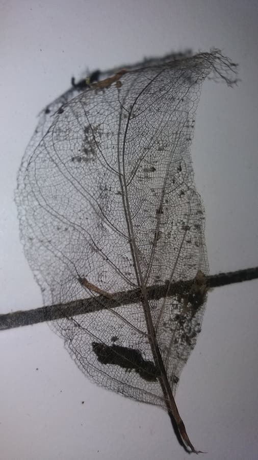 Photo of a Leaf Skeleton stock image. Image of freezing - 230023919