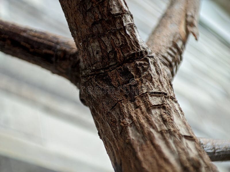 From a Branching Perspective Stock Image - Image of leafless, small ...
