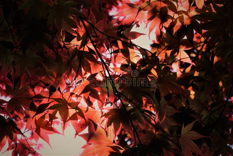 Photo Of Leafy Tree Picture. Image: 117420890