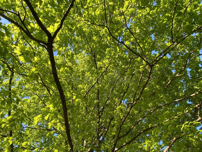 Green Leaves on the Big Tree in Spring in April Stock Photo - Image of ...
