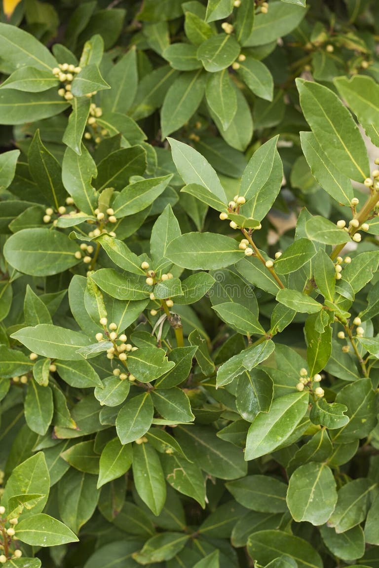 11,062 Laurel Tree Stock Photos - Free & Royalty-Free Stock Photos from ...