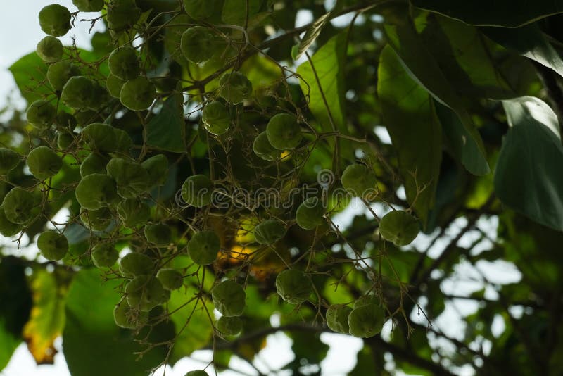 Photo of the Leaves and Seeds of the Teak Tree. Stock Photo - Image of ...