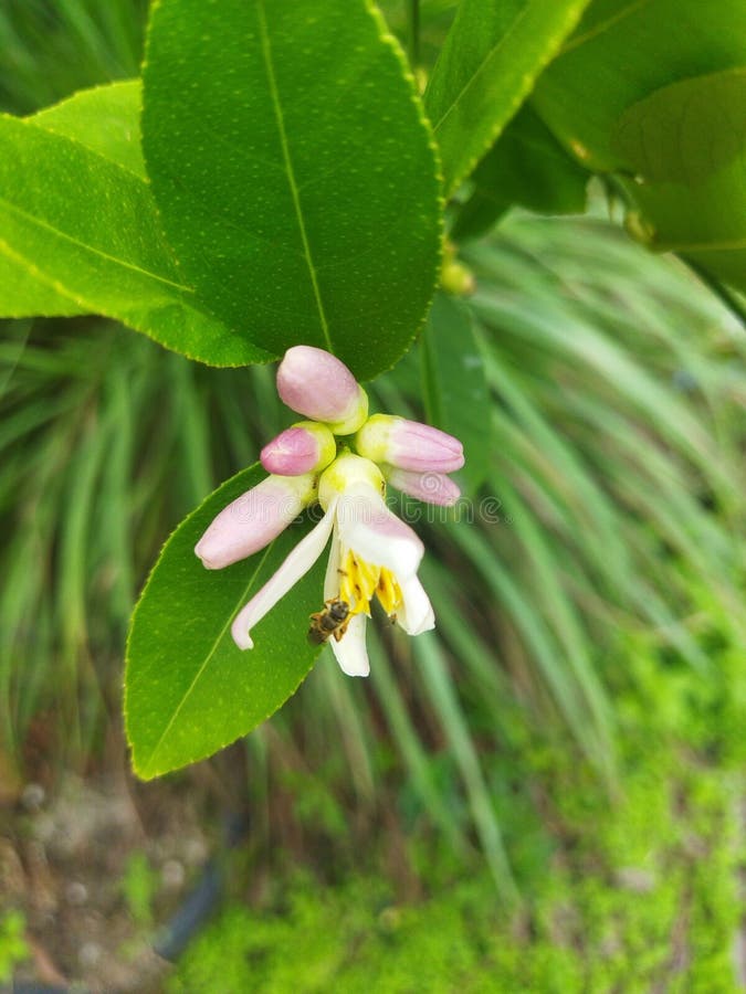 Photo of a Lemon Flower Infested with Beetles Stock Photo - Image of ...